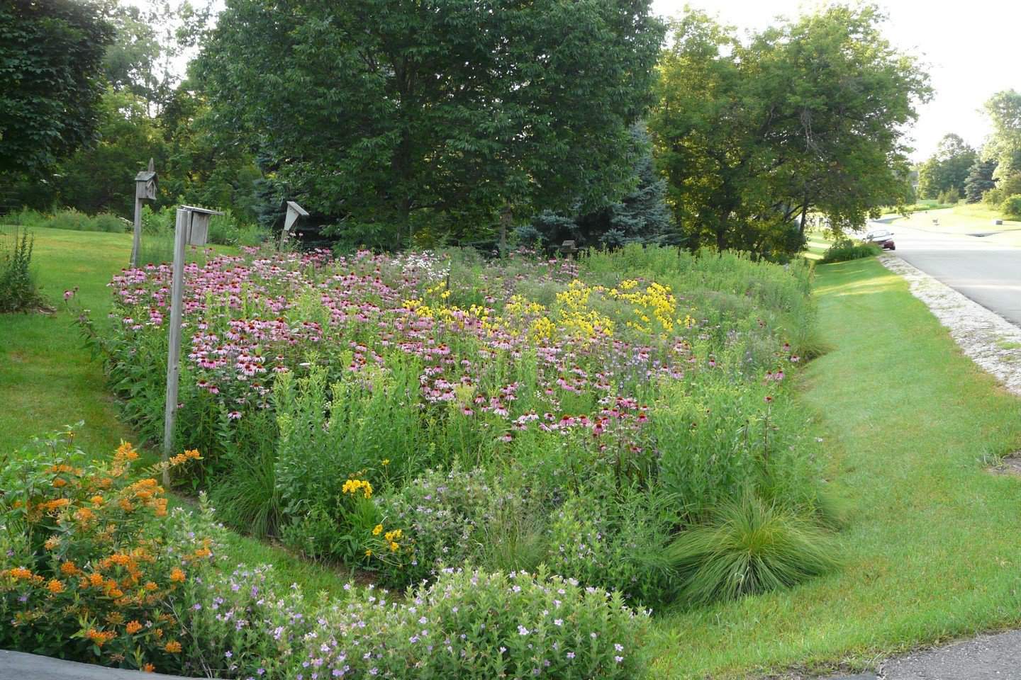How to Plant a Rain Garden - Sustainable help for Mitigating Mud | PITH ...